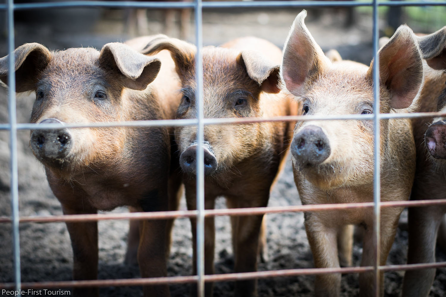 Alum Shows That Videos Can Promote Farm Tourism | The Graduate School